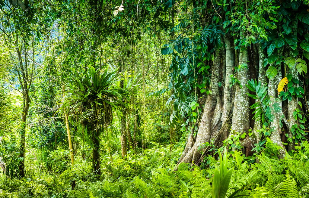 Microsoft Makes Deal to Offset AI Emissions and Restore Rainforest